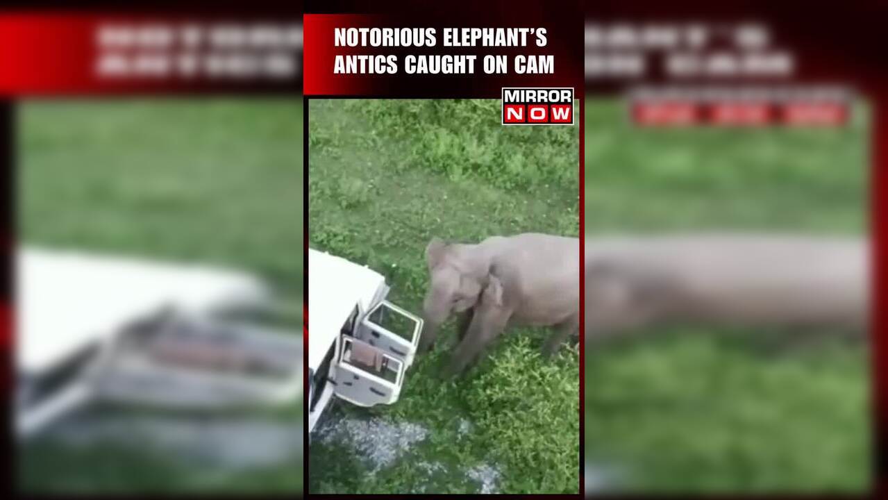 Watch: Elephant Closes Forest Official's Vehicle Door, Video Goes Viral ...