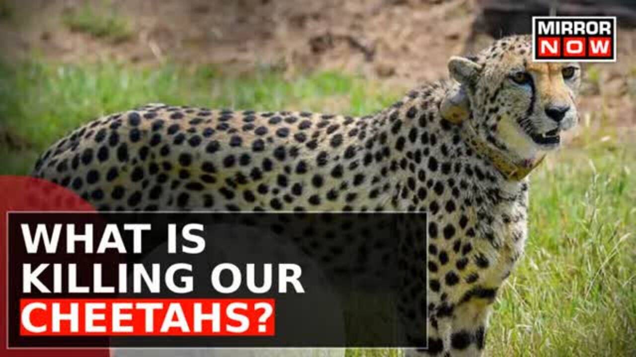 India's Cheetah Crisis | 9 deaths in 4 months in Kuno Park ; Big Cats ...