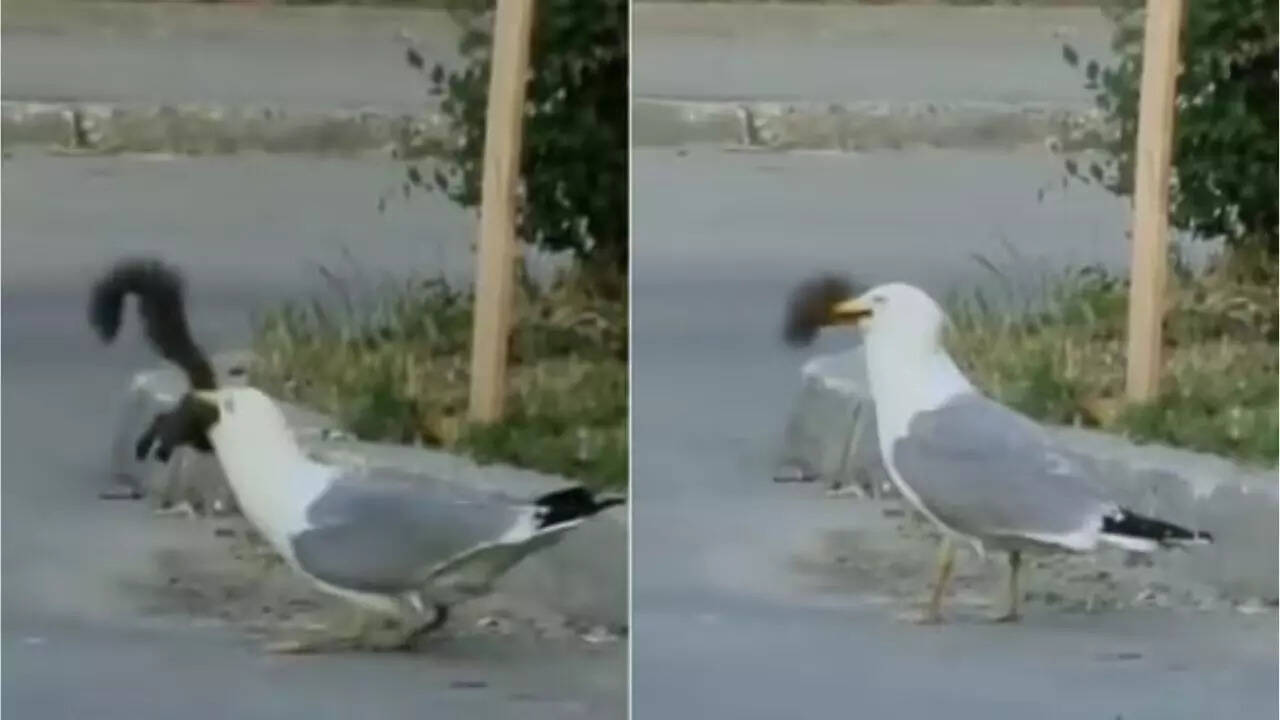 Seagull Devours Entire Squirrel in One Go, Viral Video Leaves Netizens ...
