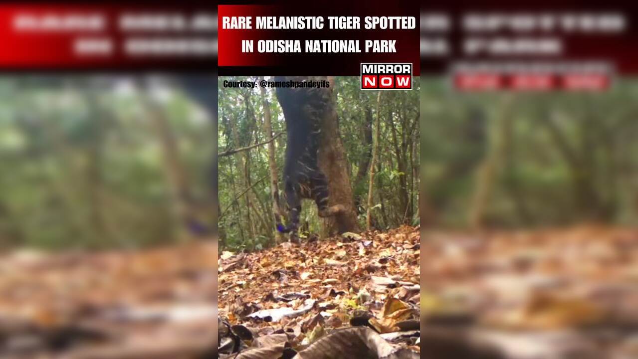 Extremely Rare Melanistic Tiger Spotted In Odisha, Netizens Stunned ...