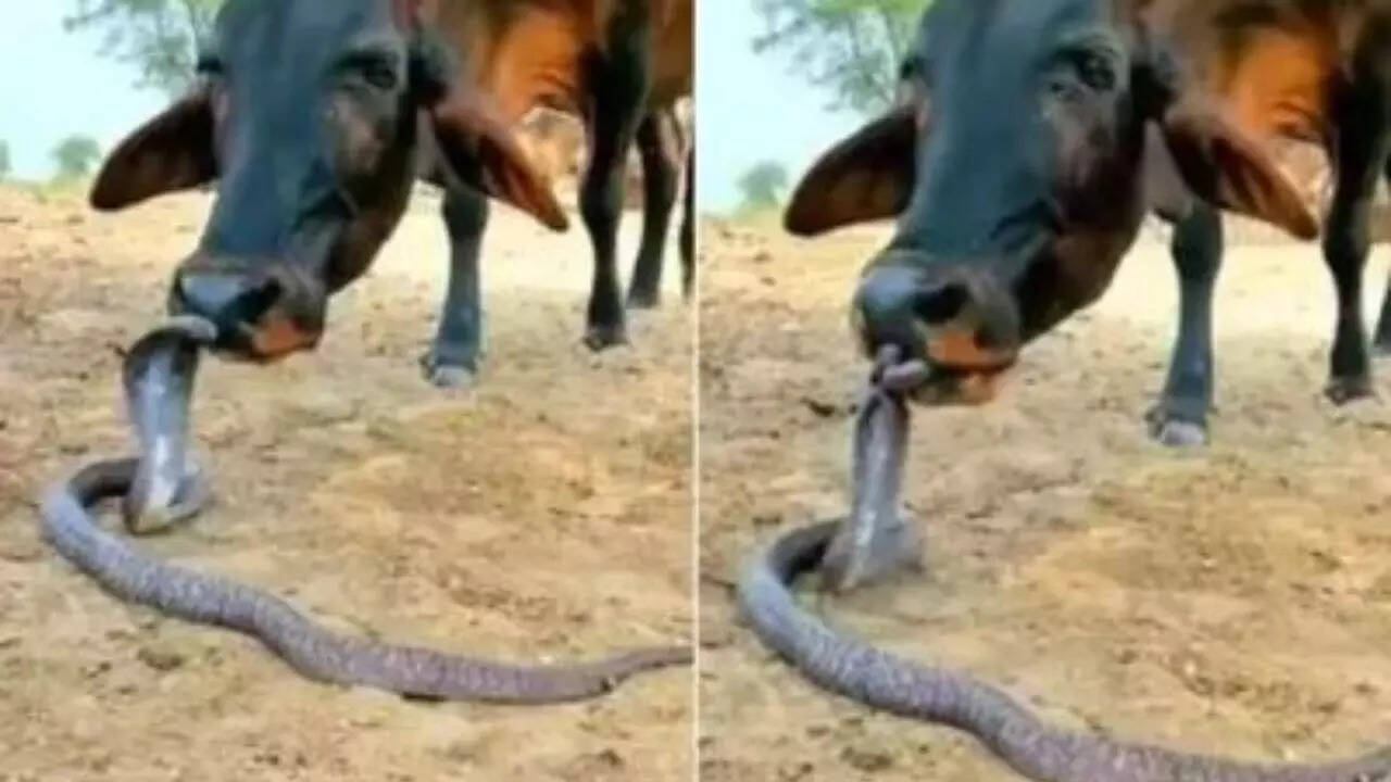 Viral Video: Cow Fearlessly Licks King Cobra, Watch Their Heartwarming ...