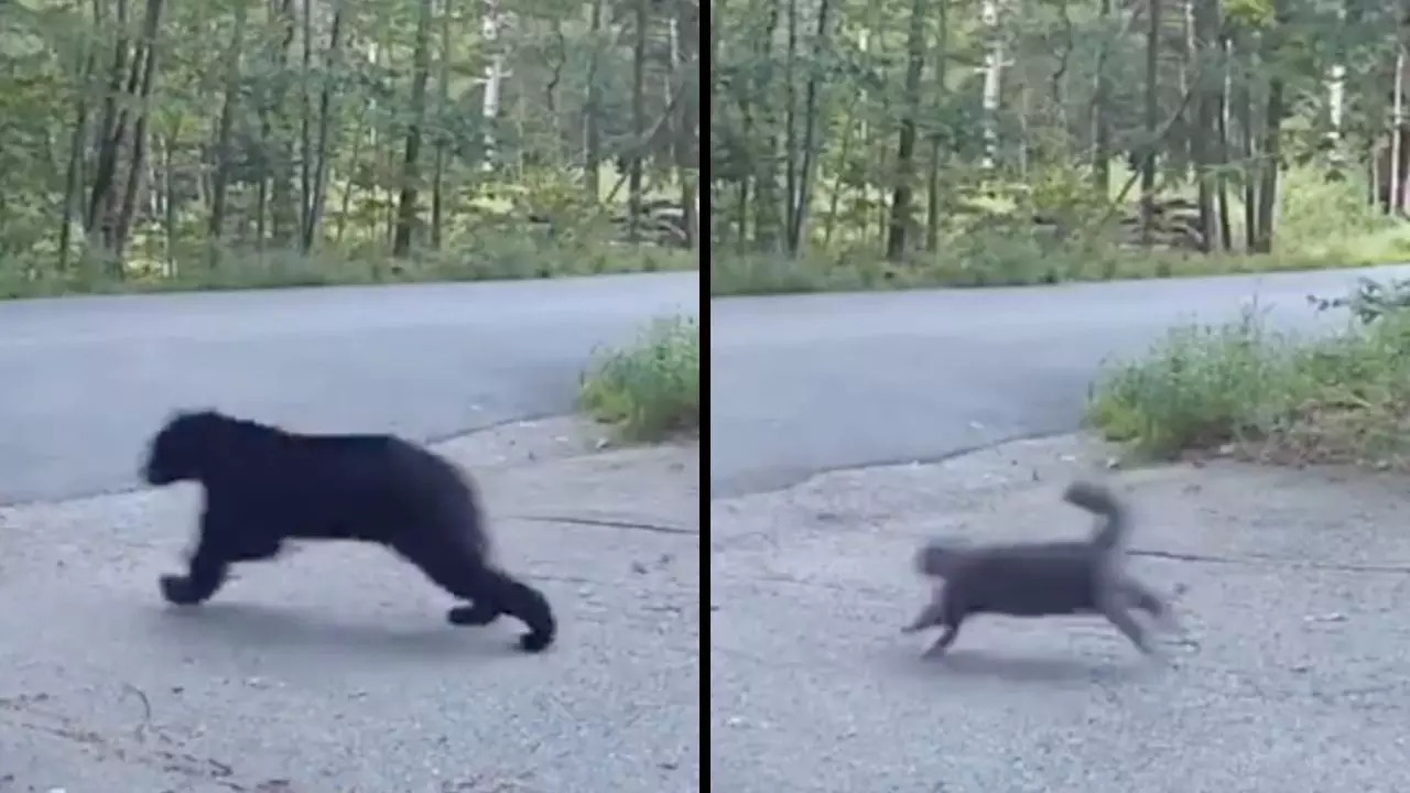Viral Video: Unflinching Cat Chases Bear Away on CCTV Camera | Times Now