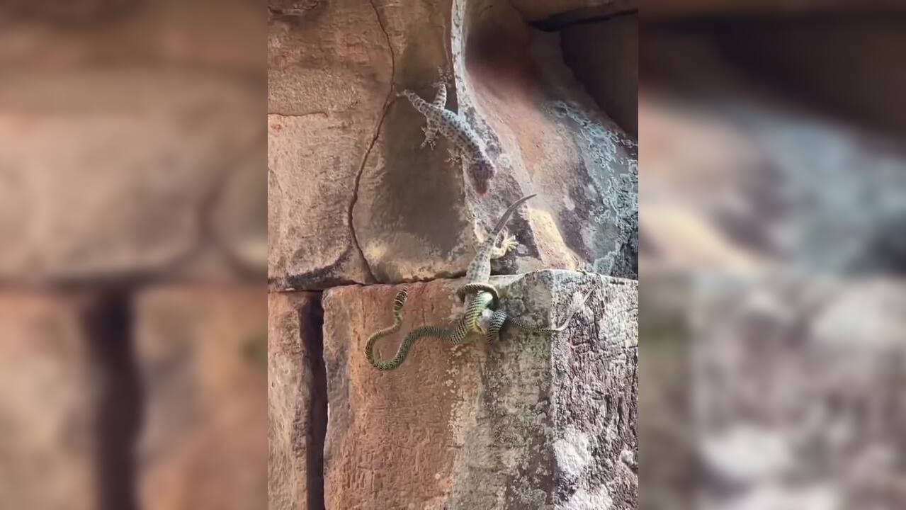 Viral Video: Gecko Fights Off Flying Snake to Save Fellow Lizard ...