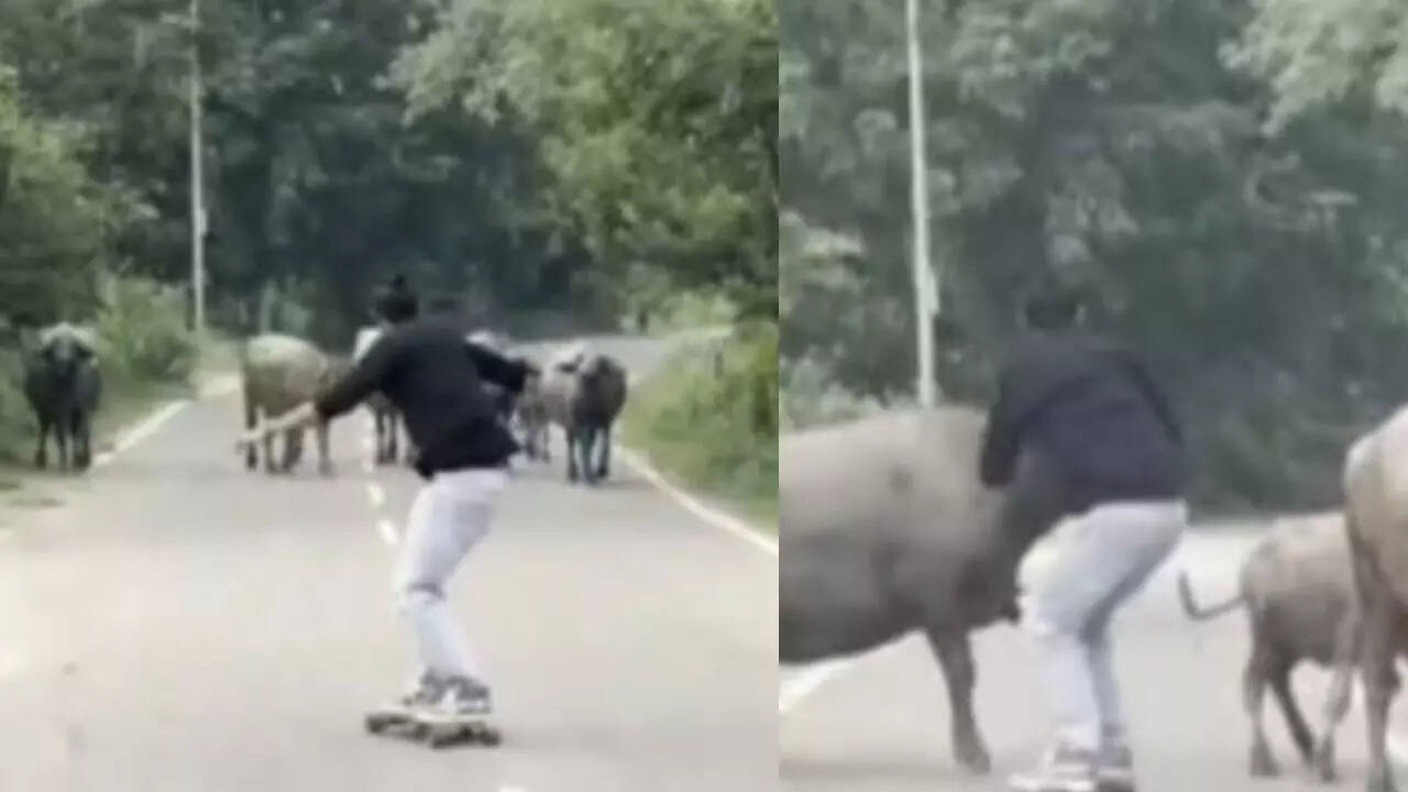 Viral Video: Skateboarder Rams Into Buffalo In Spine-Chilling Clip ...