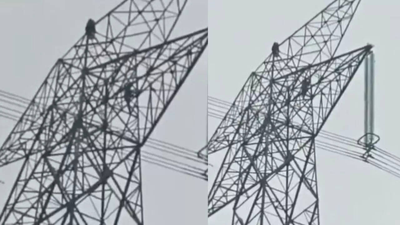 Viral Video: Quarrelling Boyfriend And Girlfriend Climb 150-foot ...