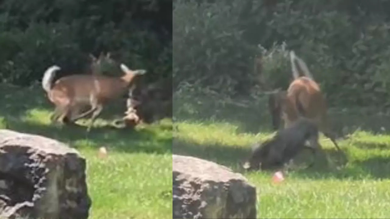Viral Video: Mother Deer Fearlessly Fights Off Wild Coyote To Save Her ...