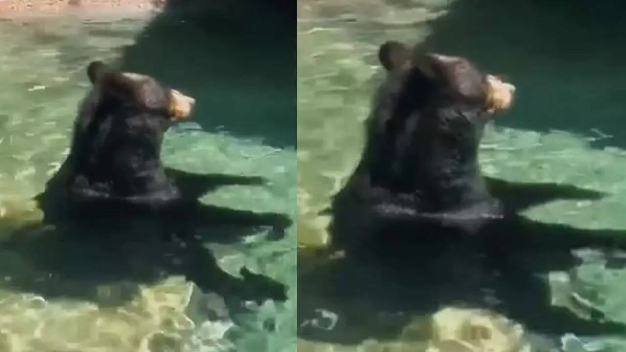Viral Video: Bear Sitting In Water Like A Human Grabs Eyeballs, You Can ...