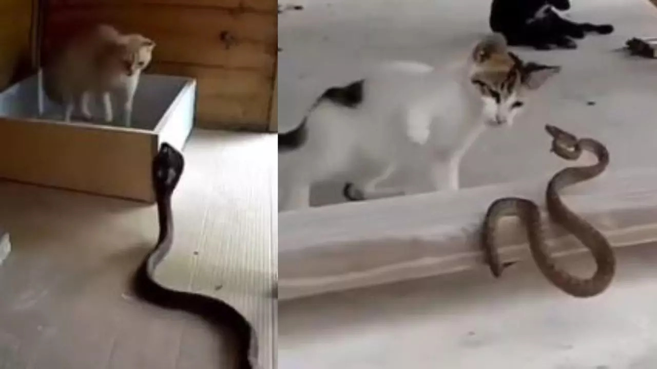 Viral Video: Cats Beating Up Snakes Like Wrestlers Leave Internet In ...