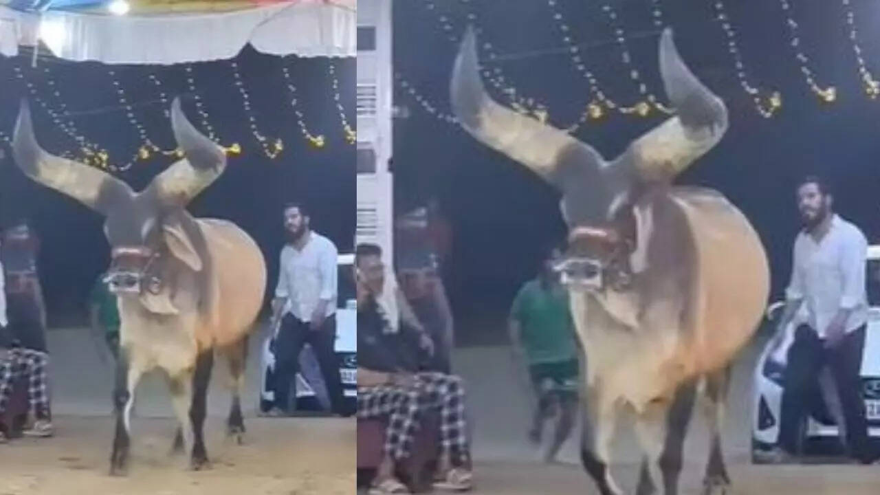 Viral Video: Bull Gate-Crashes Wedding Venue Like Uninvited Royalty ...