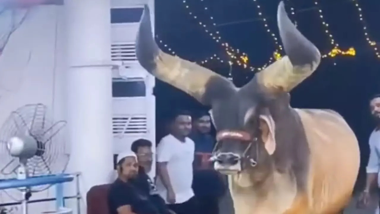 The Boss! Formidable Bull With Giant Horns Turns Heads In Viral Video ...