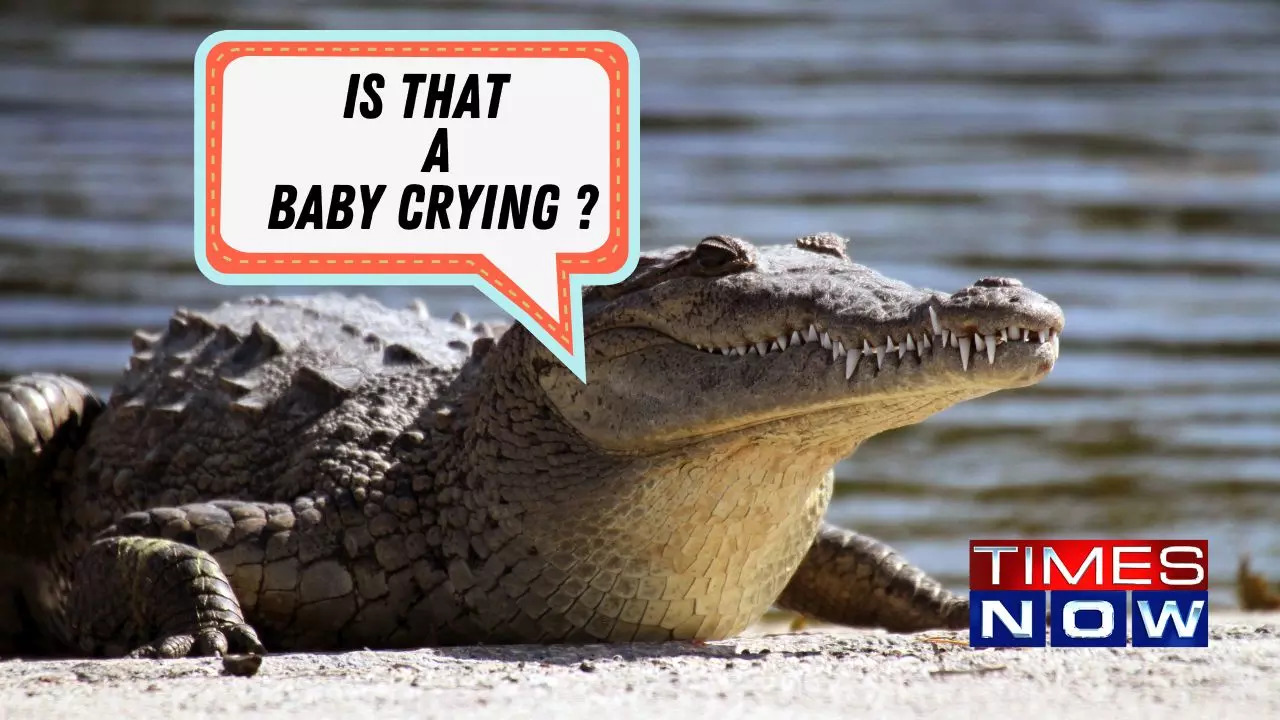 Crocodiles Found to Respond to Human Baby Crying: Predatory Instinct or ...