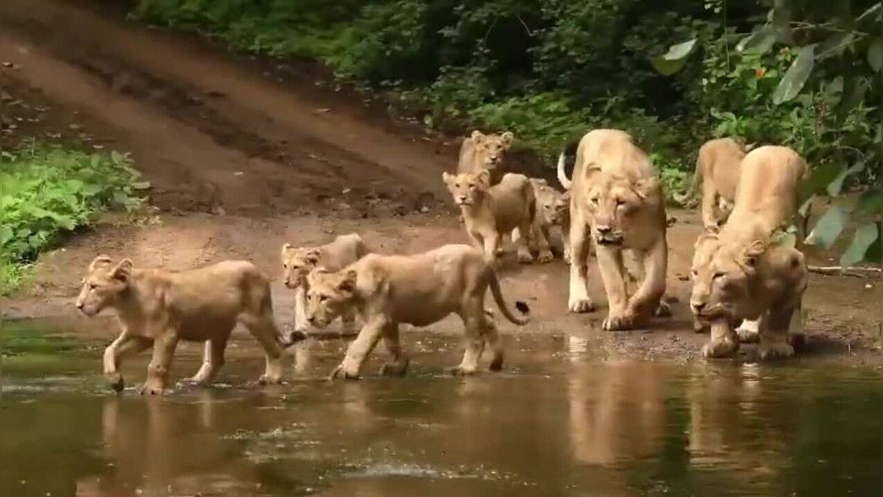 Huge Pride of Lions Walks Together in Gir Forest, Mesmerizes Netizens ...