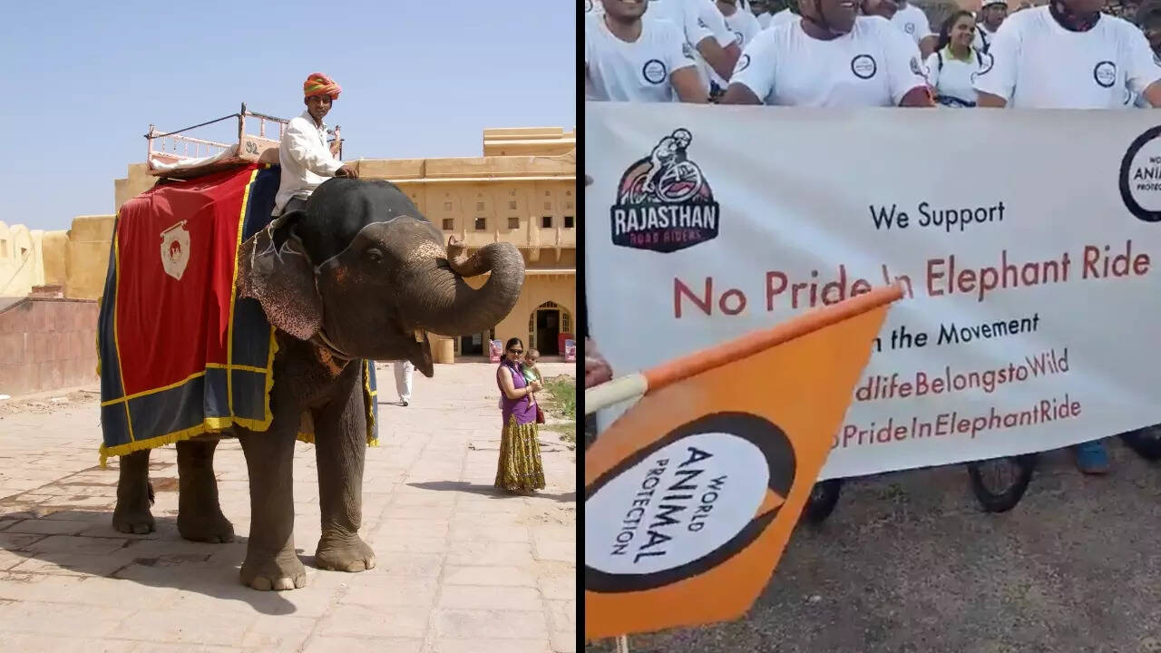 Viral Video: Jaipur Cyclists Pledge to End Elephant Rides At Amer Fort ...