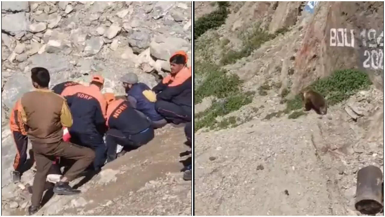 WATCH: Bear Cub Rescued After Its Head Gets Stuck In Tin Container Near ...