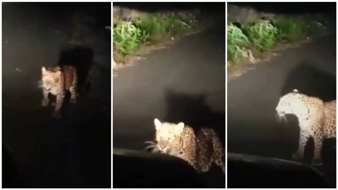 Watch: Leopard Chases Car In Karnataka, Then This Happened | India News ...