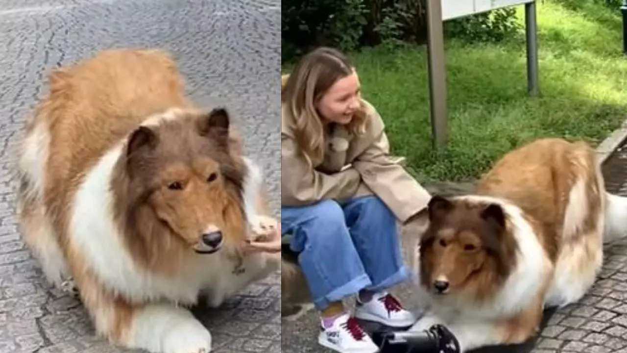 Japanese Man Who Spent Rs 12 Lakh To Become A Dog Does Not Want To Live ...