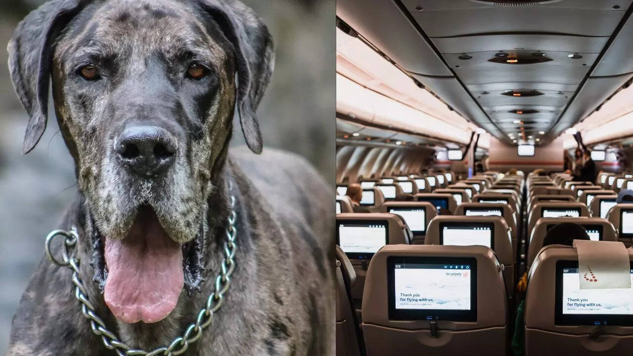 Man Books Three Plane Seats To Travel With His Pet Great Dane | Video ...
