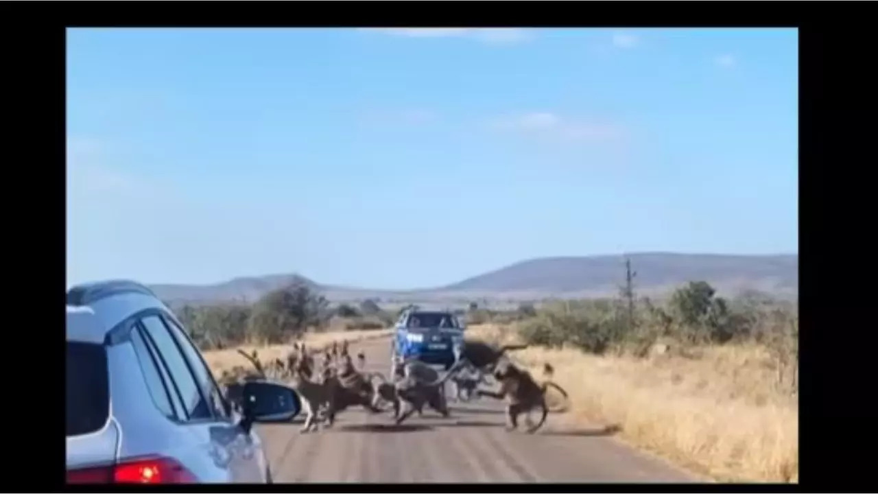 Leopard Goes On Hunt, Gets Attacked By 50 Monkeys. Viral Video Will ...