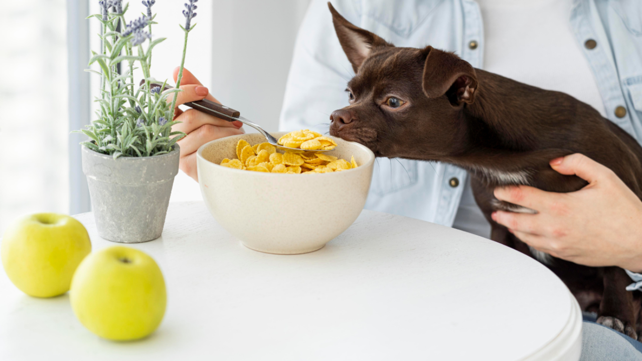 5 Nutrition Tips To Keep Your Pets Healthy | Pets News, Times Now