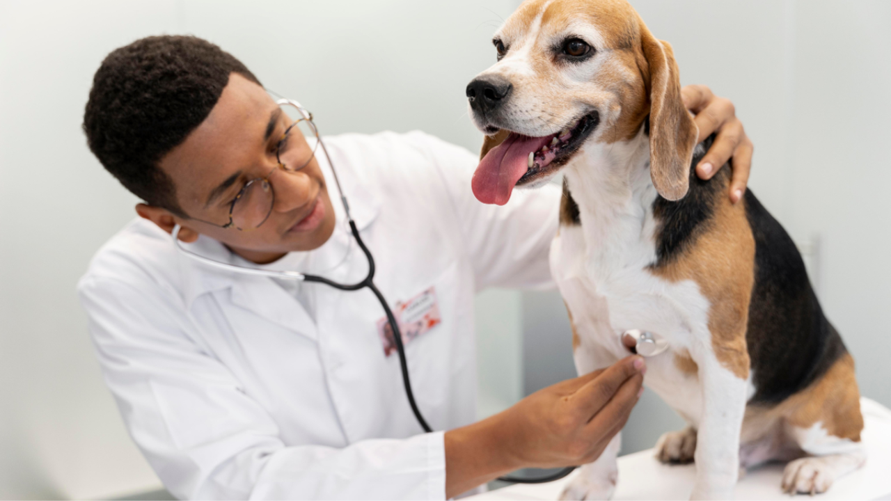 The Importance of Regular Vet Check-Ups for Your Pet | Pets News, Times Now