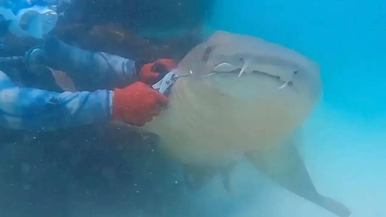 Heroic Scuba Diver Saves Shark Trapped By Hook In Heartwarming Viral ...