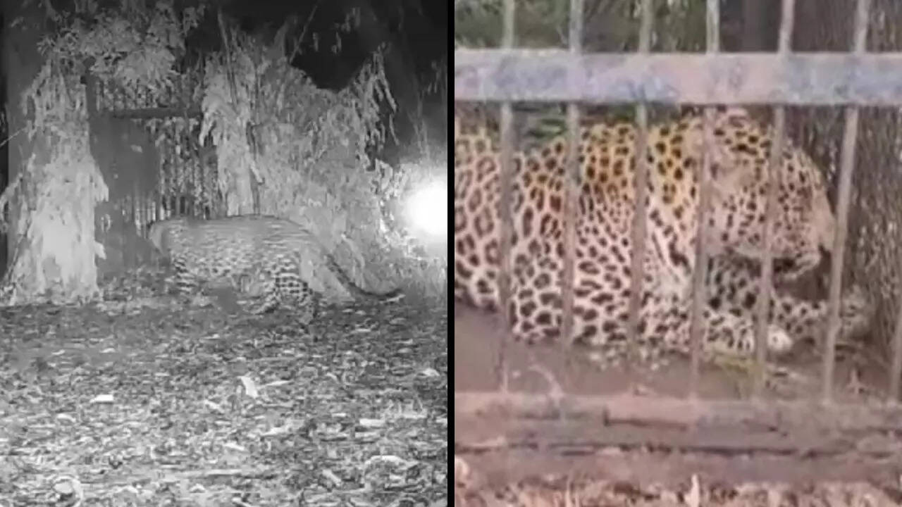 Moment Andhra Pradesh Foresters Caught Tirumala's Killer Leopard In ...