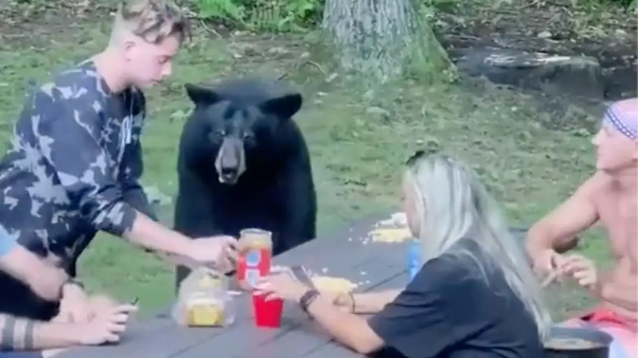 Viral Video: Black Bear Casually Joins Family Picnic To Eat Sandwiches ...
