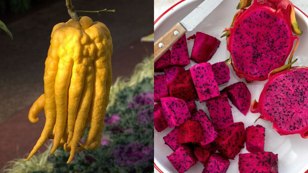 7 Most Exotic Fruits That Are A Must Try | Food News News, Times Now