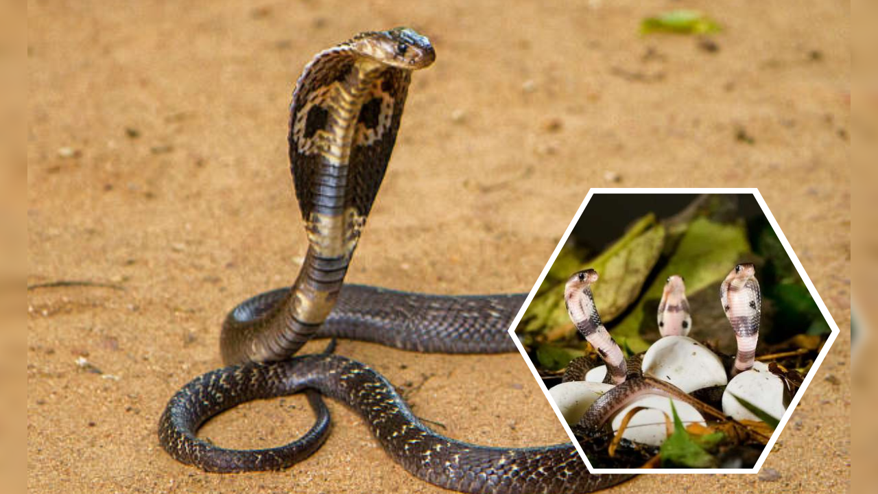 nagpanchami special king cobra is the most poisonous snake in the world ...