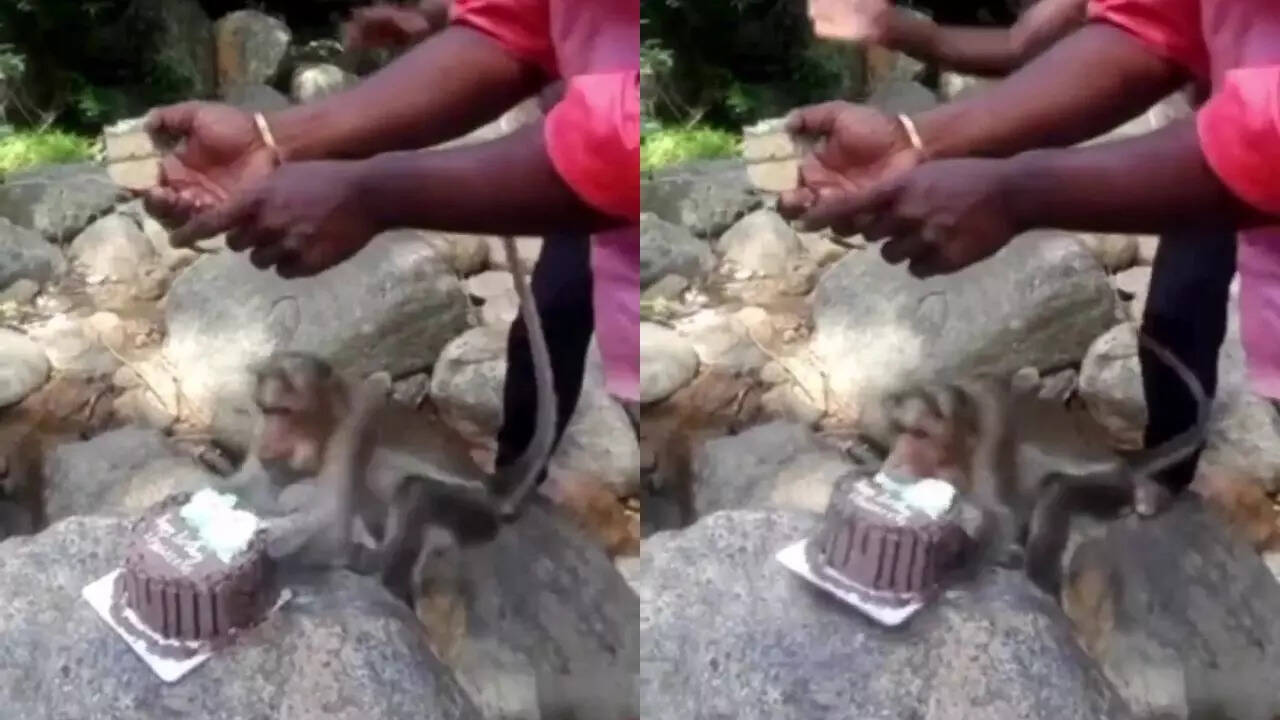 Sneaky Monkey Steals Man’s Birthday Cake, Viral Video Has 17 Million Views. Watch | Times Now