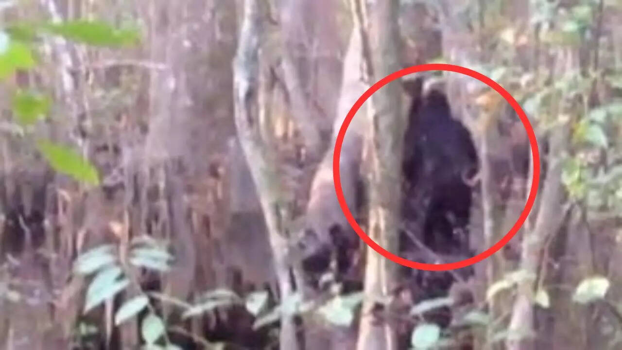 ‘Best Footage Ever’ Captured of a Big Foot Sighting in US Will Give You ...