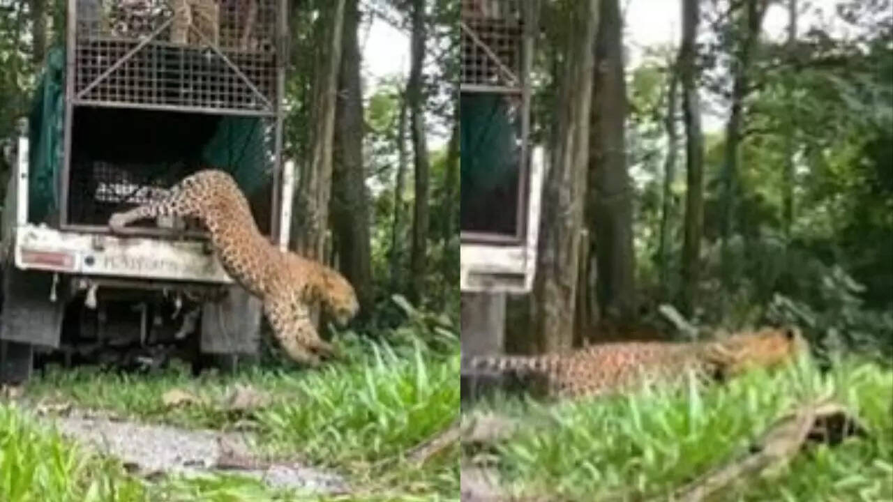 Viral Video: Rescued Leopard's Leap To Freedom From Caged Truck Is ...