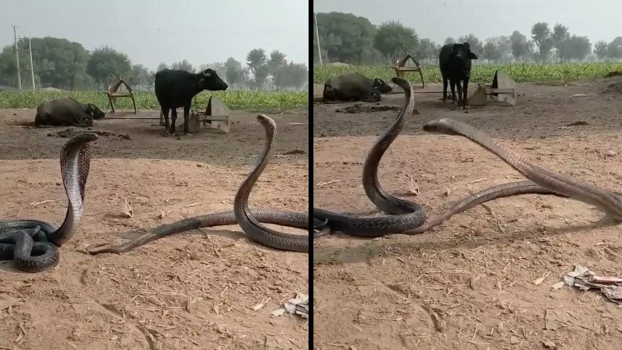 Viral Video: Majestic Cobra Pair Dances While Unflinching Buffaloes ...