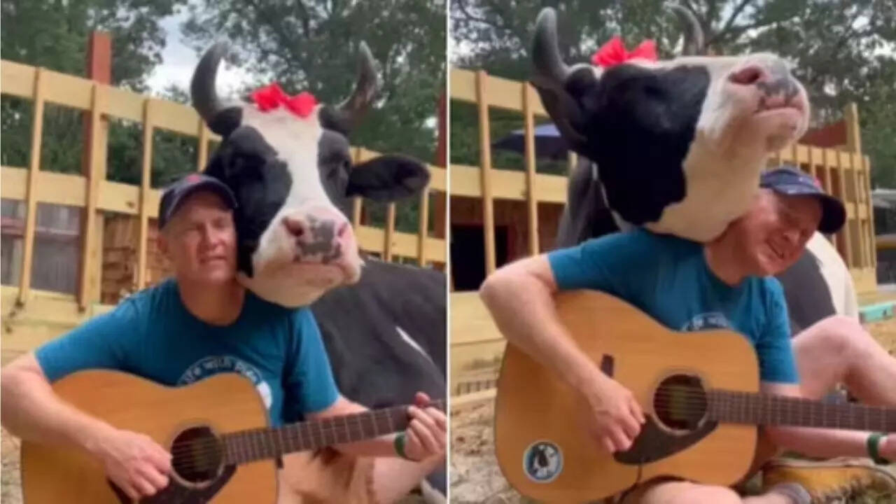 Viral Video: Cow's Delightful Reaction To Man Singing For It Melts ...