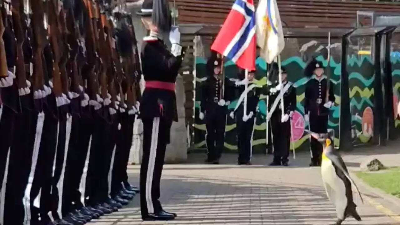 Edinburgh Zoo Penguin Promoted To Major General in Norway Army | Times Now