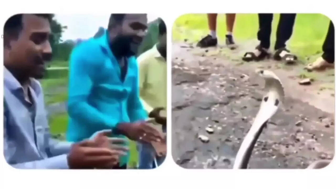 Men Sing Happy Birthday Naagu Bhai For King Cobra, Netizens Say LOL So ...