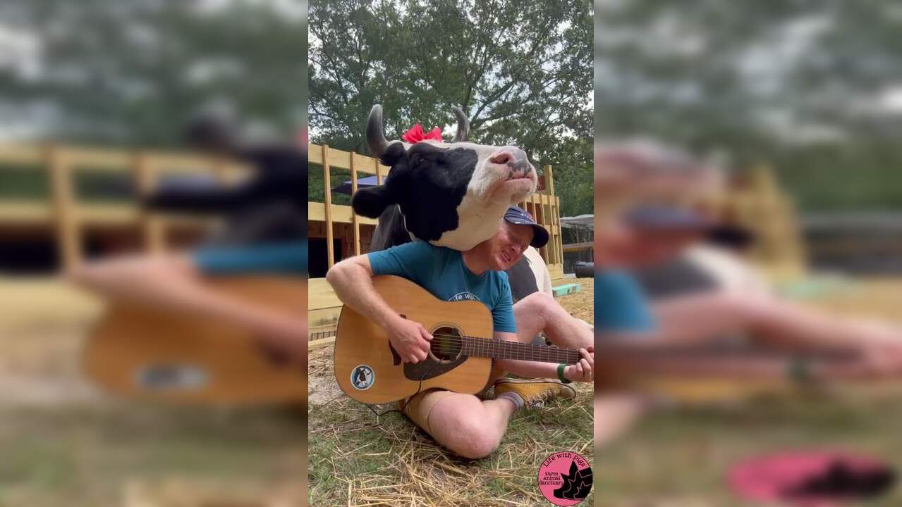 Viral Video: Adorable Cow Is All Ears As Her Human Plays The Guitar ...