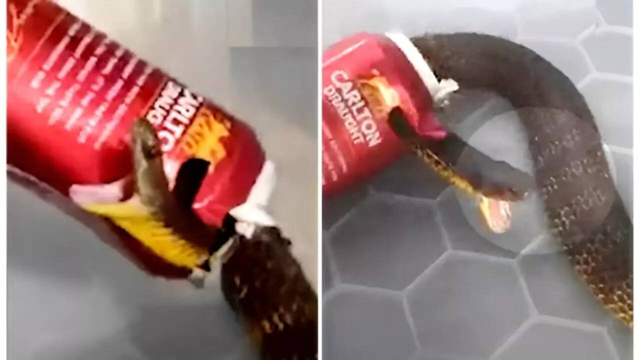 Viral Video: Man Frees Deadly Snake Stuck in Beer Can. Watch Dramatic Rescue | Times Now