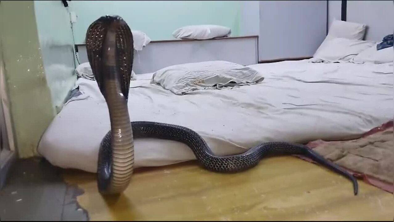 Viral Video: Deadly King Cobra Relaxing On A Bed Will Send Shivers Down ...