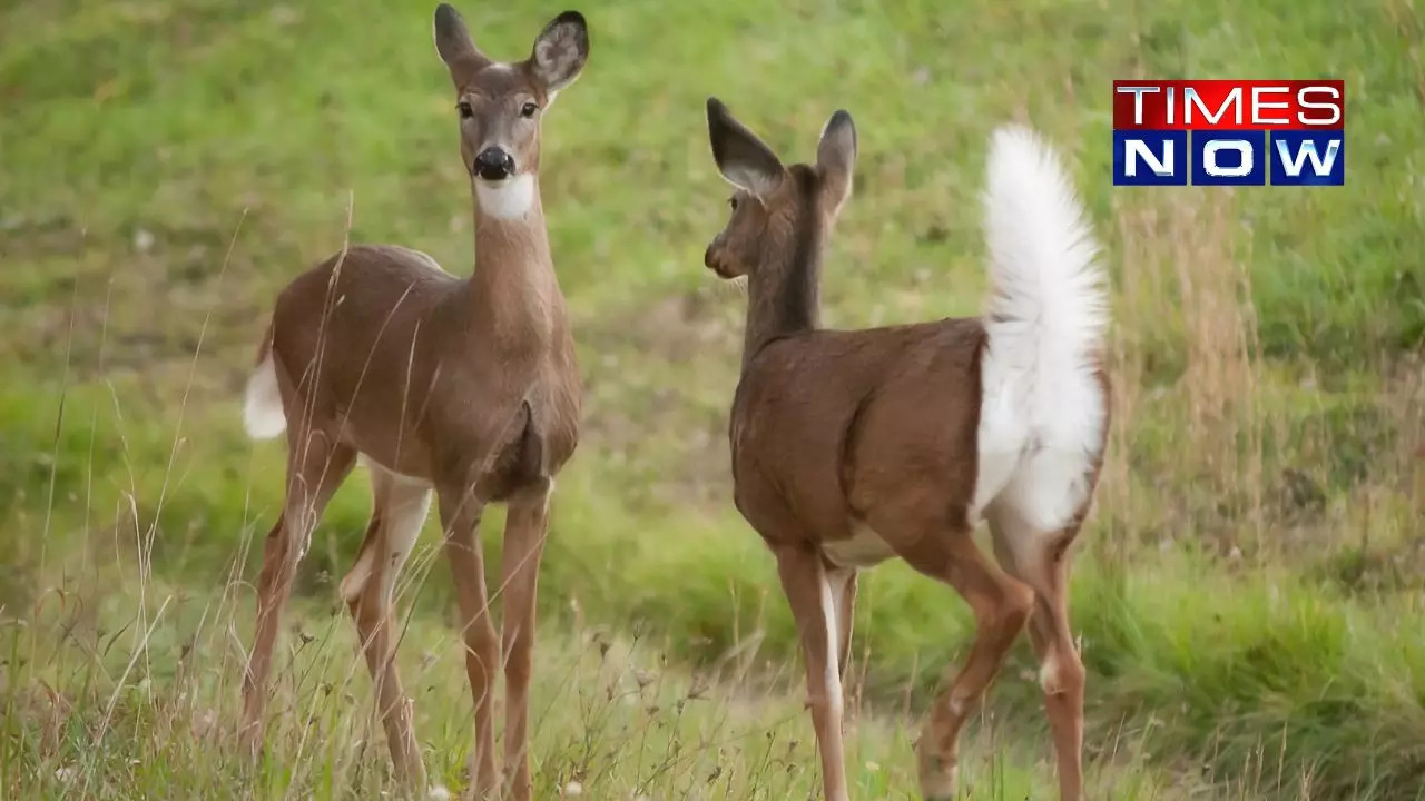 Think COVID is Over? Think Again! New Study shows White-Tailed Deer Now ...