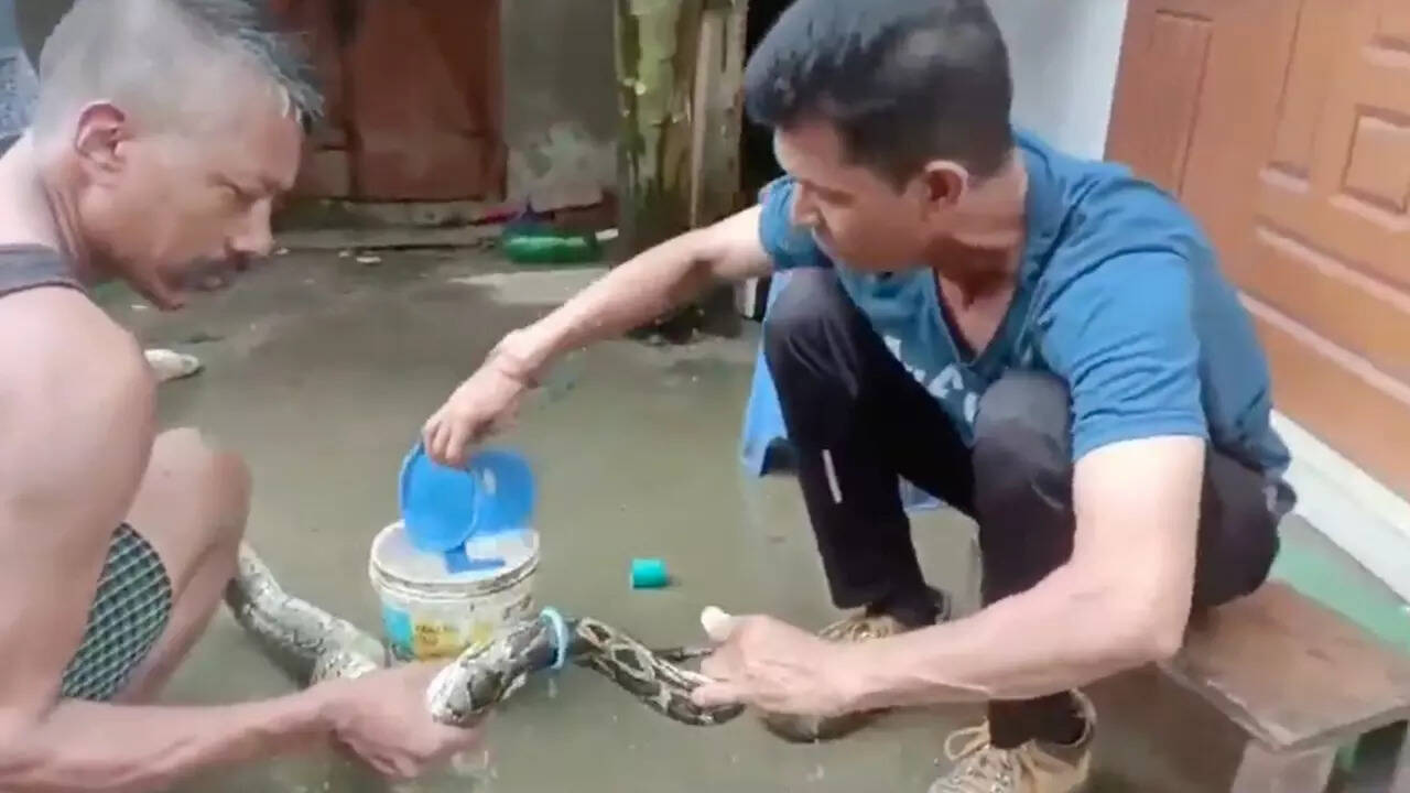 Viral Video: Snake Rescuer Frees Python Trapped In Bangle For 2 Years ...