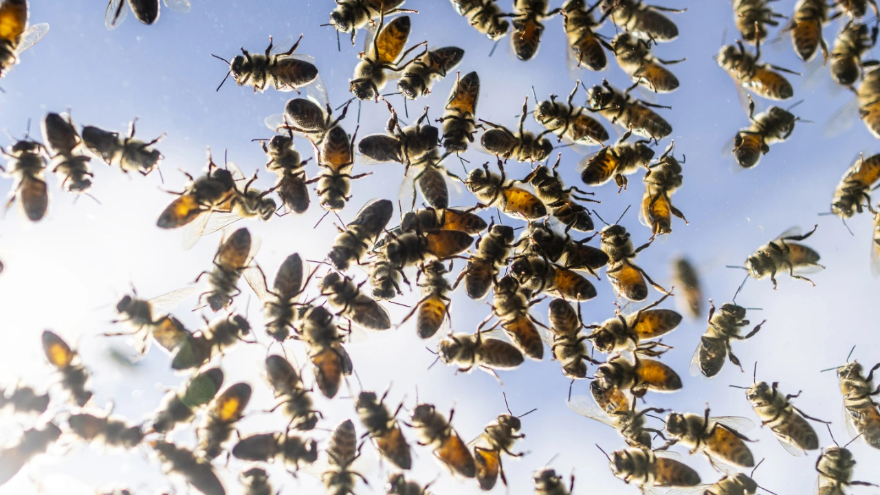 Bee-utiful Chaos: 5 Million Bees Swarm Ontario Road After Truck Spill ...