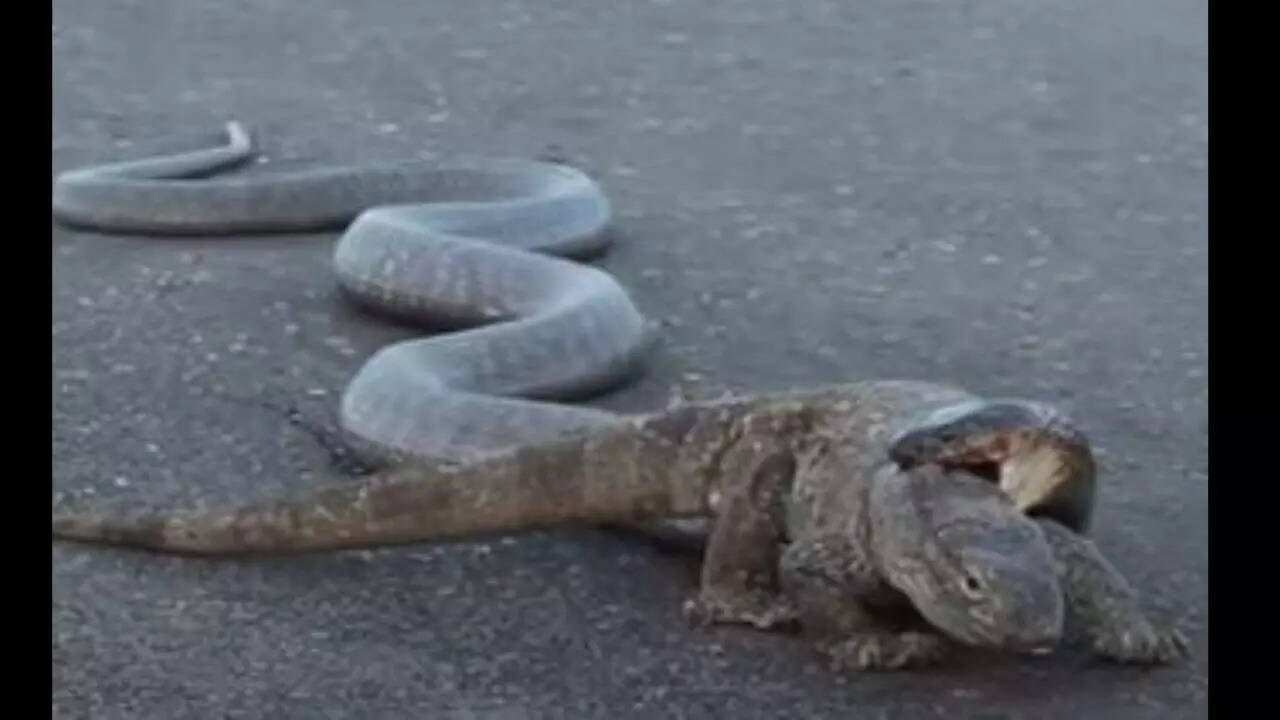 Monitor Lizard Vs King Cobra: Viral Fight Clip Garners 10 Million Views ...