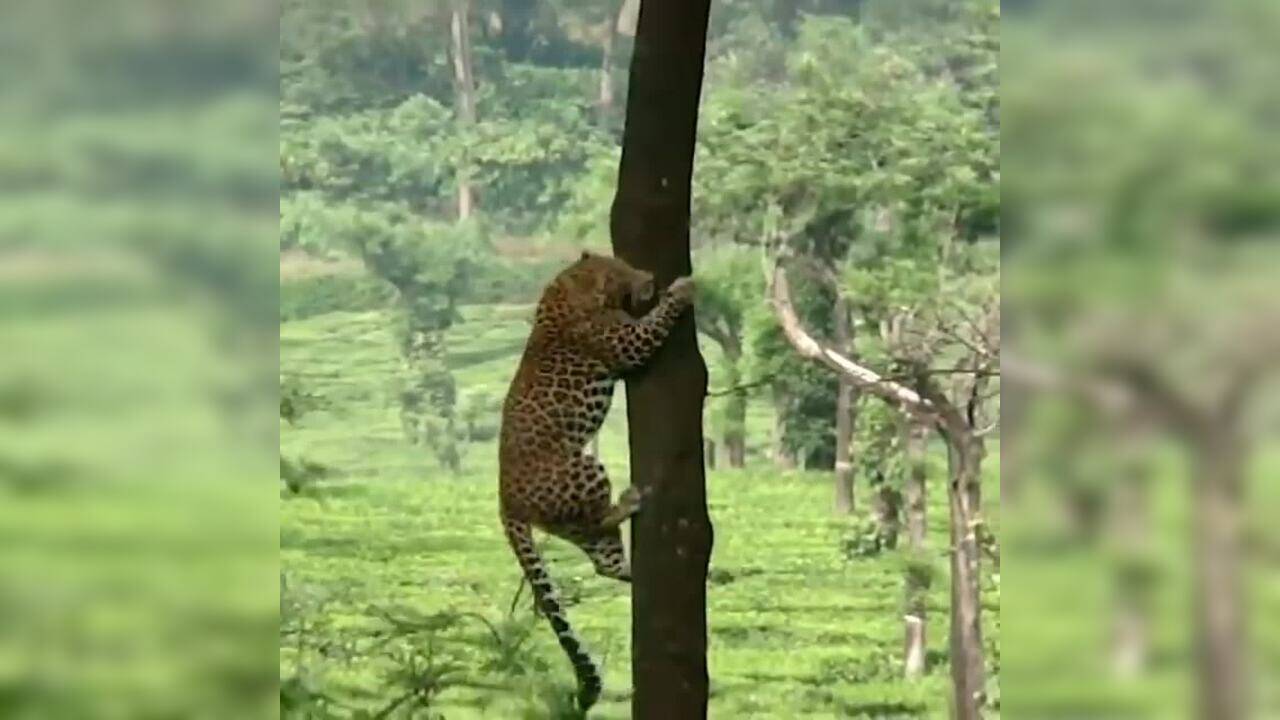Viral Video: Leopard Jumps From Tree To Tree In Incredible Display Of ...
