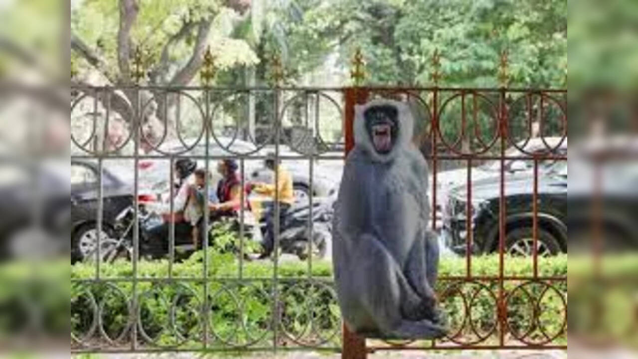 No Monkeying Around! Why Snake And Monkey Catchers Are Deployed At ...