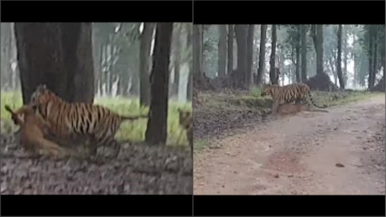 Tigers Spotted Hunting Deer in MP’s Kanha Tiger Reserve, Viral Video ...