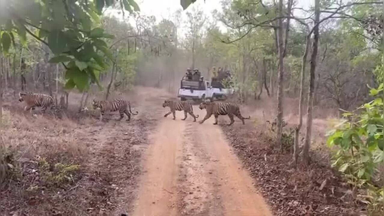 Huge Family of 6 Fully Grown Tigers Seen Traveling Together. Watch ...