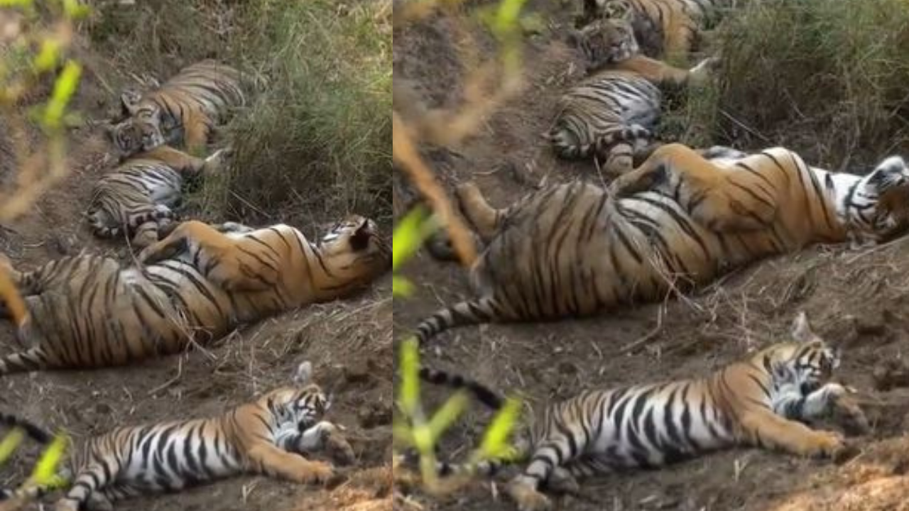 Viral Video Of Family Of Tigers Taking A Nap Is Wholesome | Watch Here ...