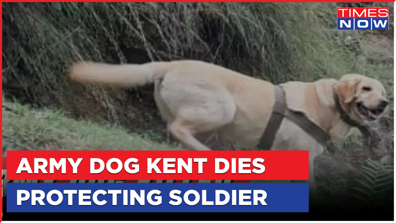 Army Dog Kent Sacrifices Life to Protect Soldier During Rajouri ...
