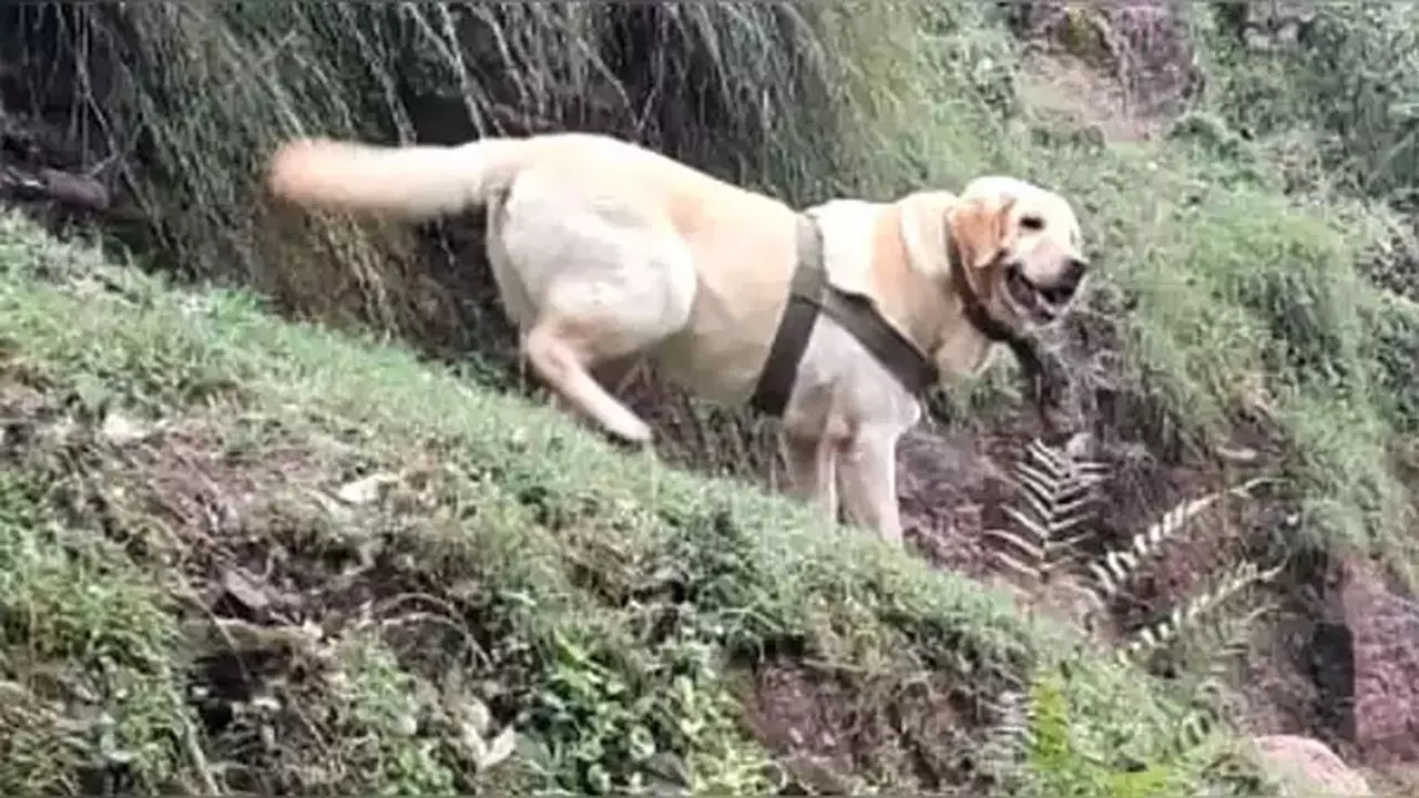 Indian Army Dog Kent Dies Trying To Save Life Of Her Handler | India ...